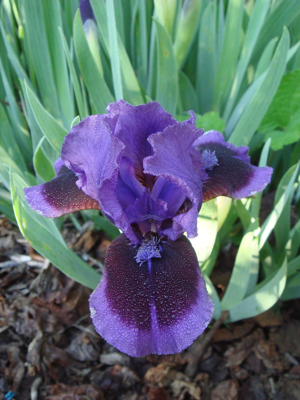 Standard Dwarf Bearded Iris (Iris 'Little Episode') in the Irises ...