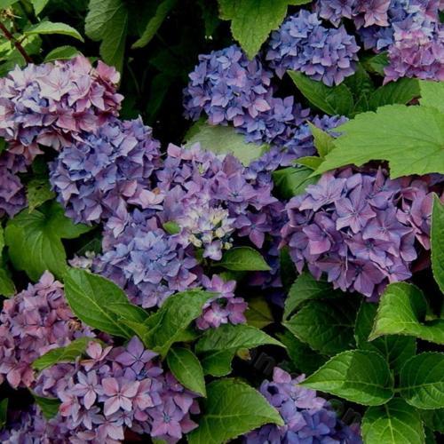 Mophead Hydrangea (Hydrangea macrophylla Pink Elf®) in the Hydrangeas ...