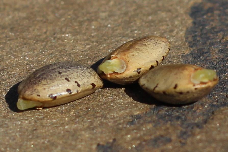 Photo of the seeds of Tapioca Plant (Manihot esculenta) posted by dave ...