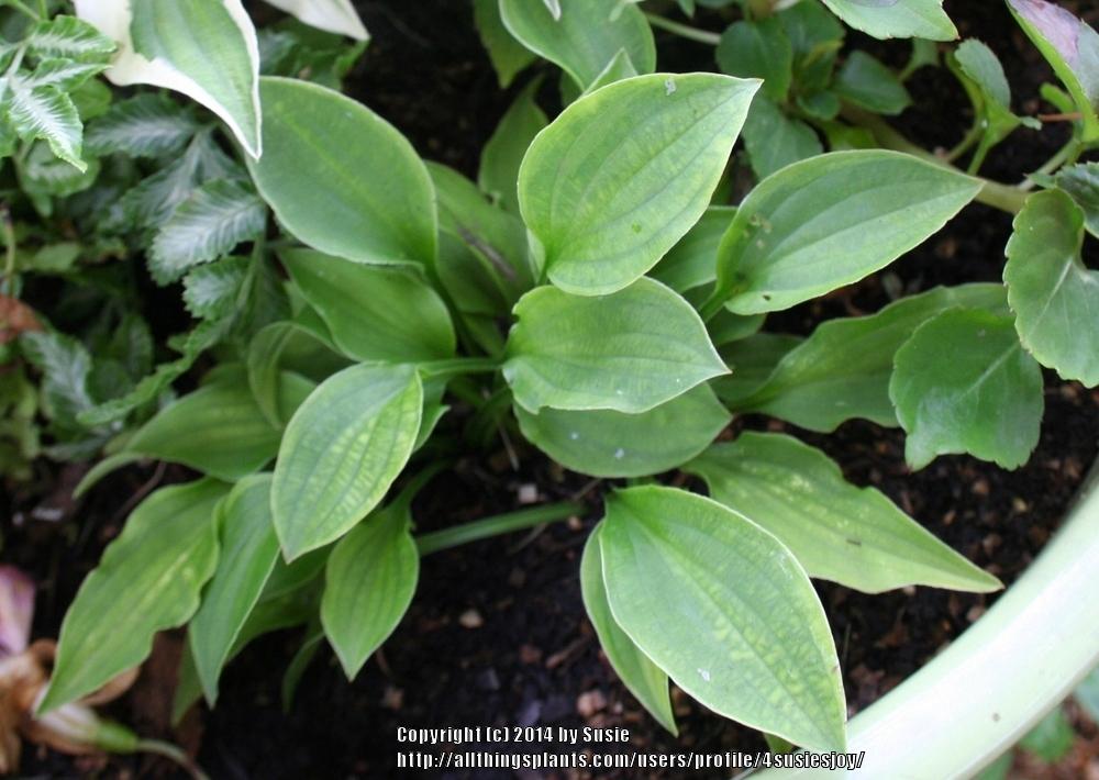 Hosta 'Lemon Delight' in the Hostas Database - Garden.org