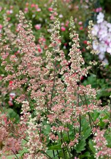Island Alum Root (Heuchera maxima) in the Coral Bells Database - Garden.org