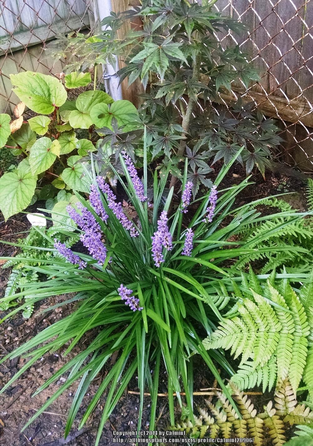 Liriopes: Plant Care and Collection of Varieties - Garden.org