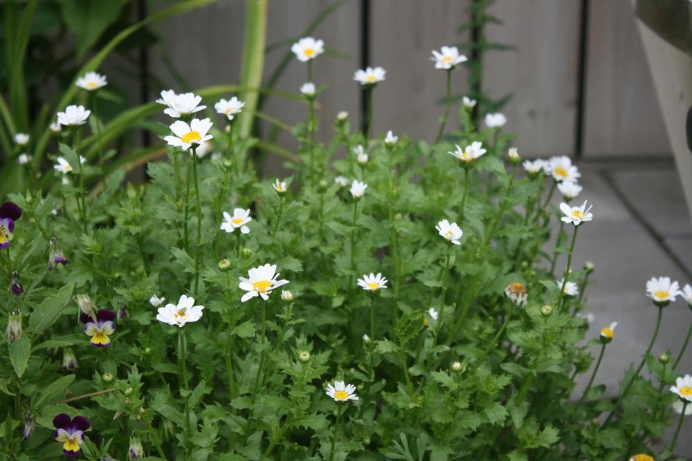 Photo of the leaves of Creeping Daisy (Mauranthemum paludosum) posted ...