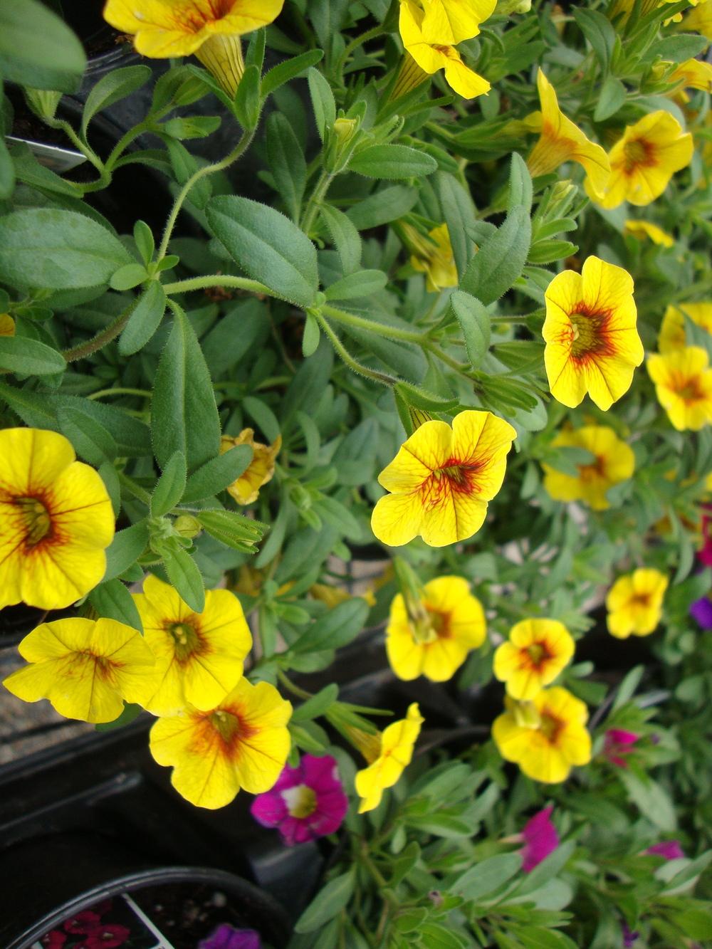 Photo of the entire plant of Calibrachoas (Calibrachoa) posted by ...