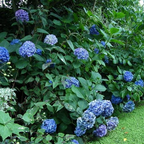 Bigleaf Hydrangea (Hydrangea macrophylla 'Mathilde Gutges') in the ...