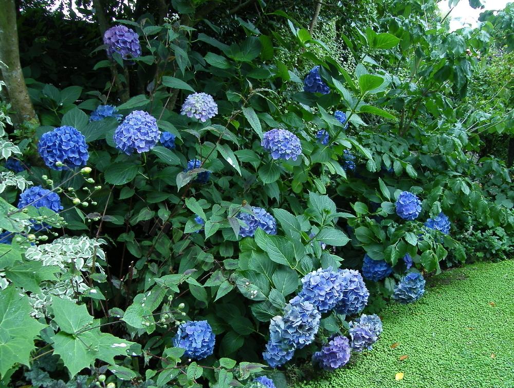 Photo of the entire plant of Bigleaf Hydrangea (Hydrangea macrophylla ...