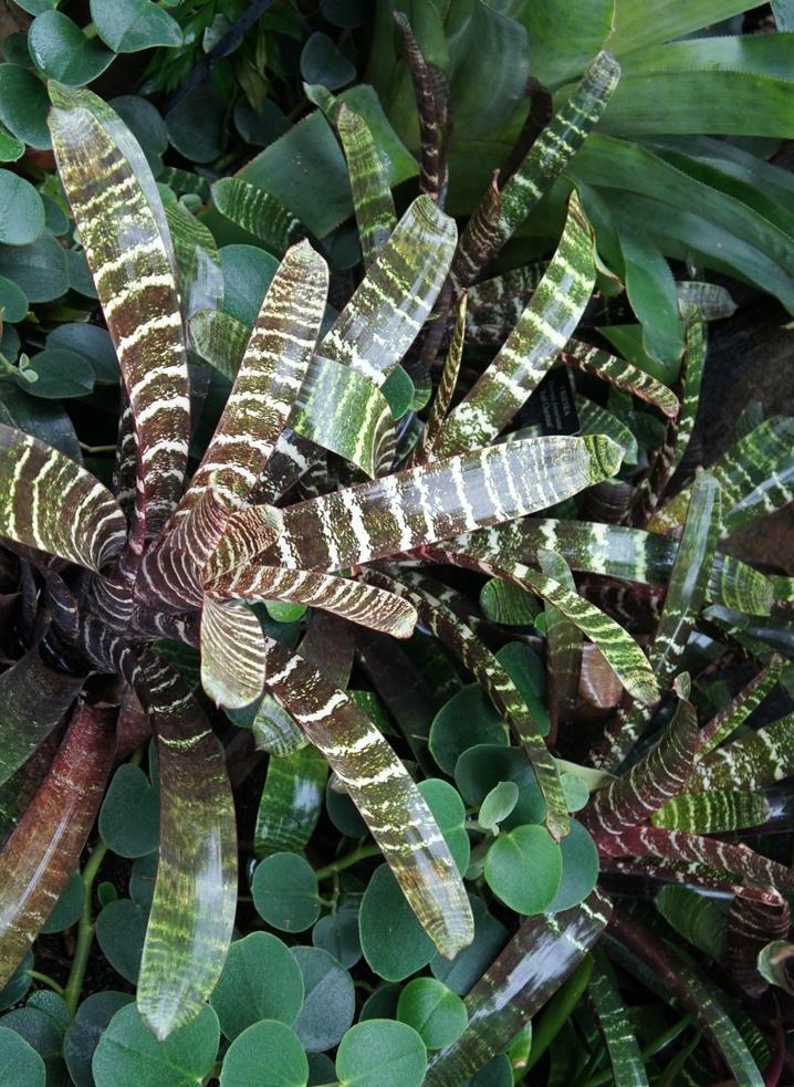 Photo of the entire plant of Bromeliad (Vriesea fosteriana 'Red ...