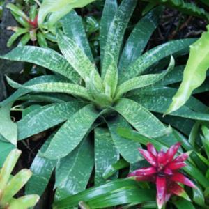 Bromeliad (Vriesea gigantea) - Garden.org