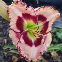 Photo of the bloom of Daylily (Hemerocallis 'Ken Deaver') posted by ...