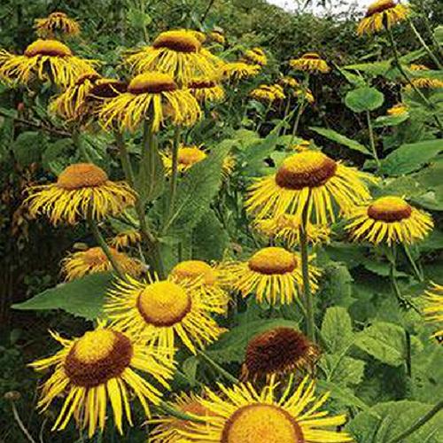 Pushkarmool (Inula racemosa 'Sonnenspeer') - Garden.org