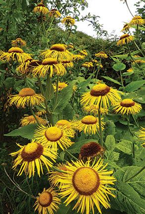 Pushkarmool (Inula racemosa 'Sonnenspeer') - Garden.org