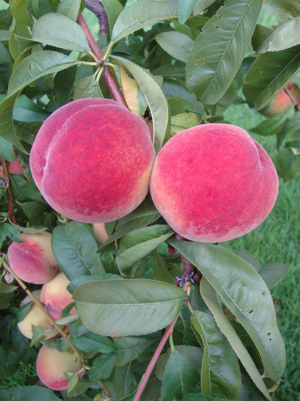 Photo of the fruit of Peach (Prunus persica 'July Elberta') posted by ...