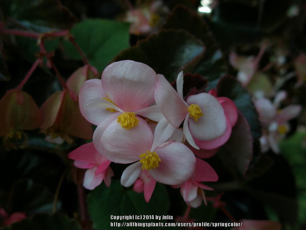 Begonia (Begonia x hybrida 'Ikon Bronze') in the Begonias Database ...
