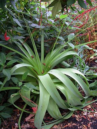 Red Hot Poker (Kniphofia northiae) in the Torch Lilies Database ...