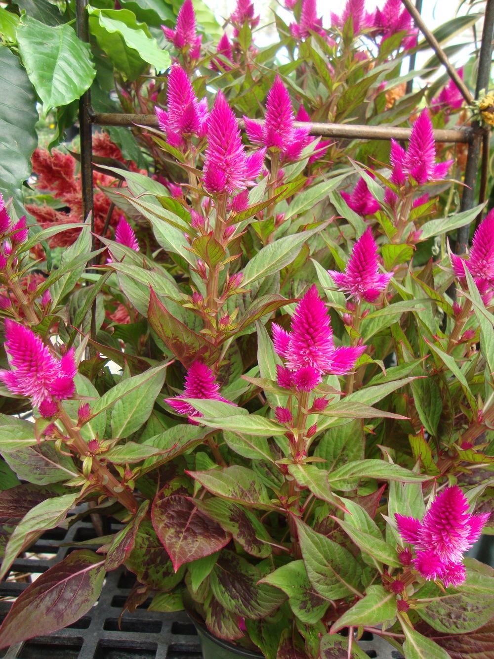 Photo of the entire plant of Celosia argentea Intenz™ Classic posted by ...