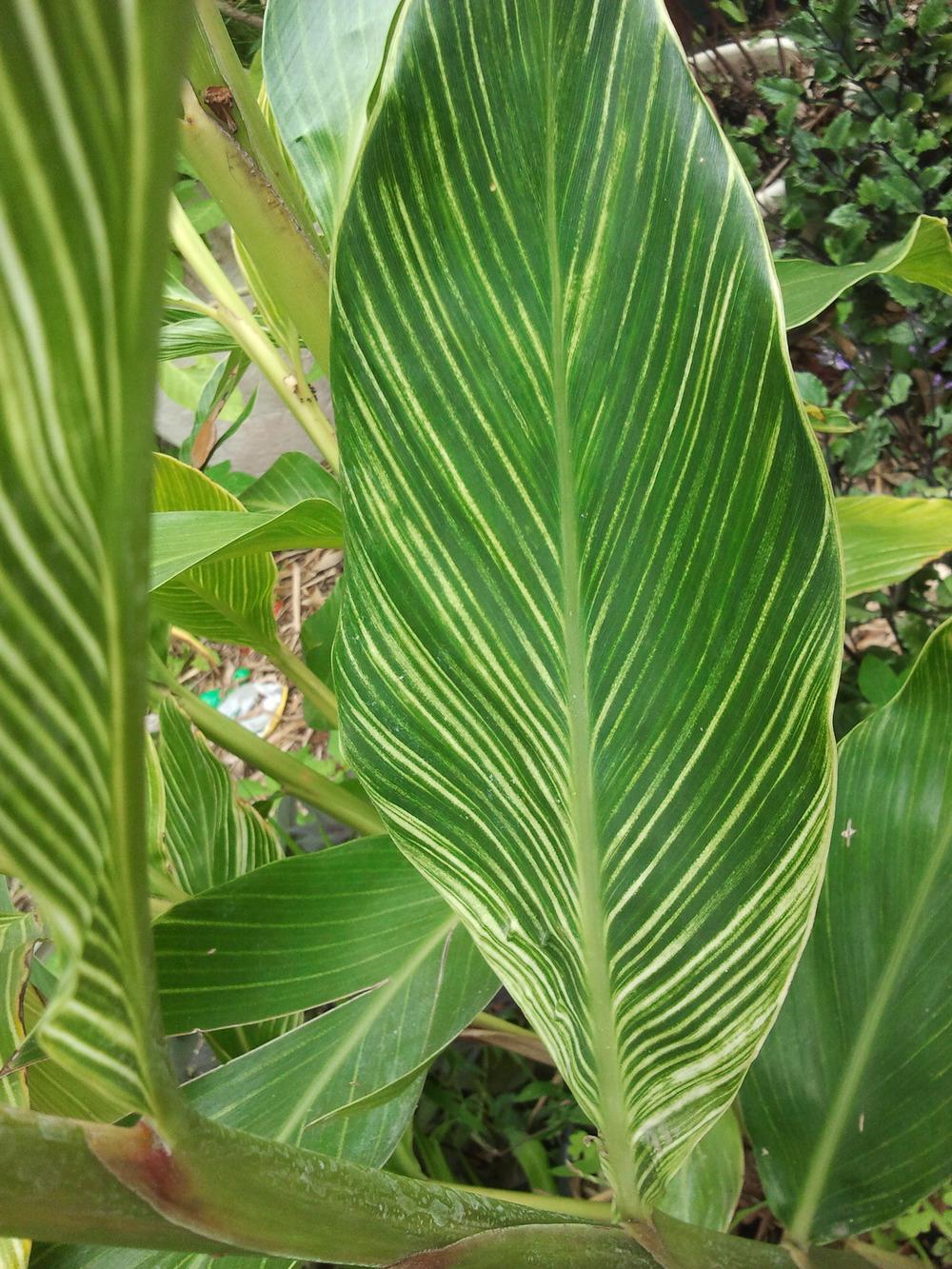 Photo of the leaves of Ornamental Ginger (Alpinia formosana 'Pinstripe ...