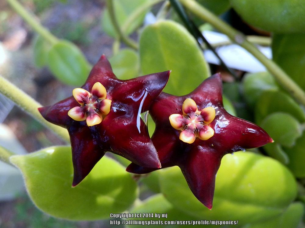 Black Hoya (Hoya buruensis) in the Hoyas Database - Garden.org