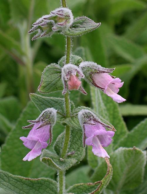 Photo of the bloom of Fragrant Pitcher Sage (Lepechinia fragrans 'El ...
