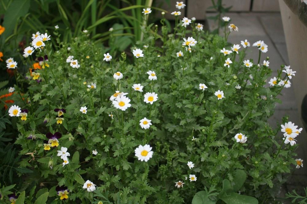 Photo of the entire plant of Creeping Daisy (Mauranthemum paludosum ...