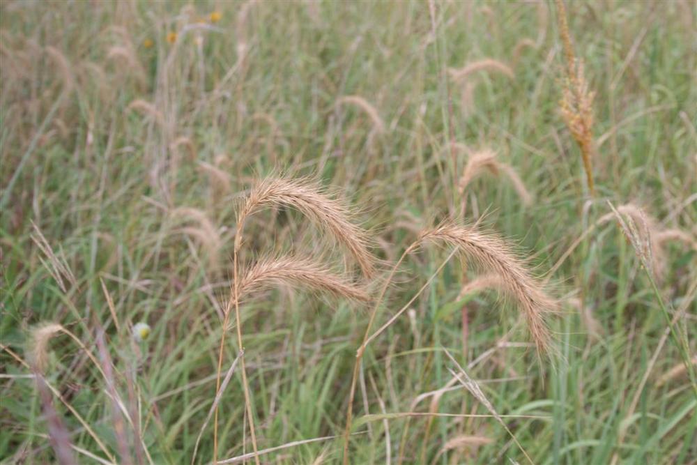 Canada Wild Rye (Elymus canadensis) - Garden.org