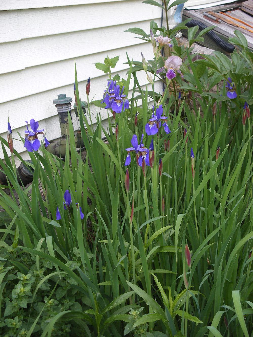 Photo of the entire plant of Siberian Iris (Iris 'Blue Moon') posted by ...