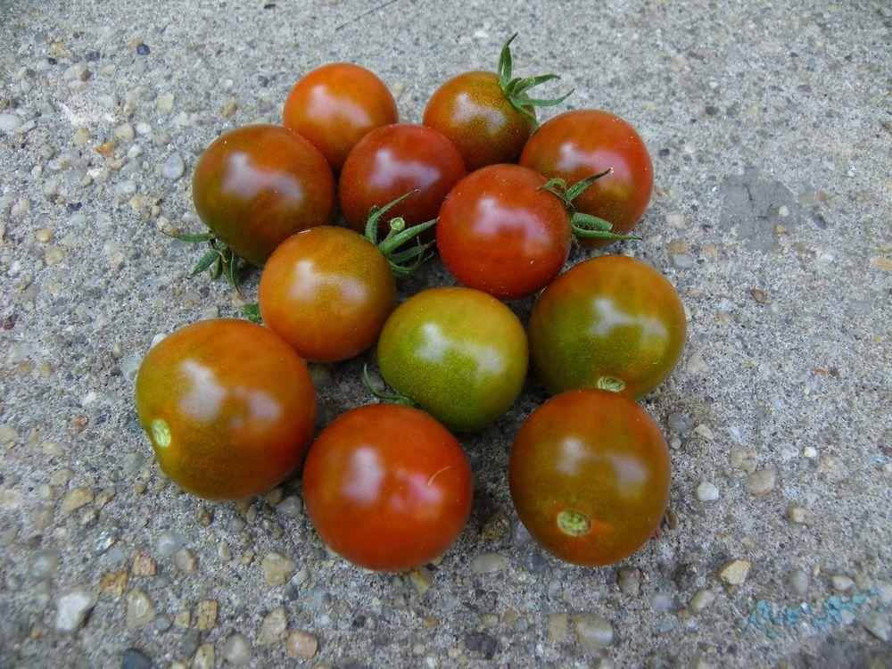 Tomato (Solanum lycopersicum 'Black Pearl') in the Tomatoes Database ...