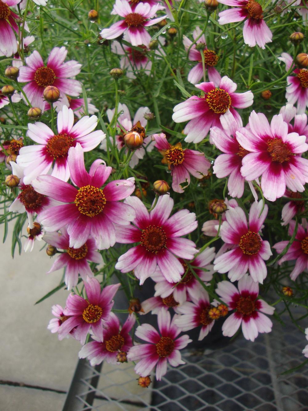 Photo of the bloom of Tickseed (Coreopsis rosea 'Sweet Dreams') posted ...