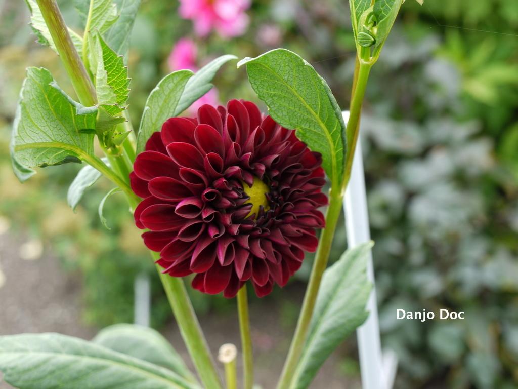 Dahlia 'Danjo Doc' in the Dahlias Database - Garden.org