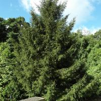 Photo of the entire plant of Oriental Spruce (Picea orientalis 'Gowdy ...