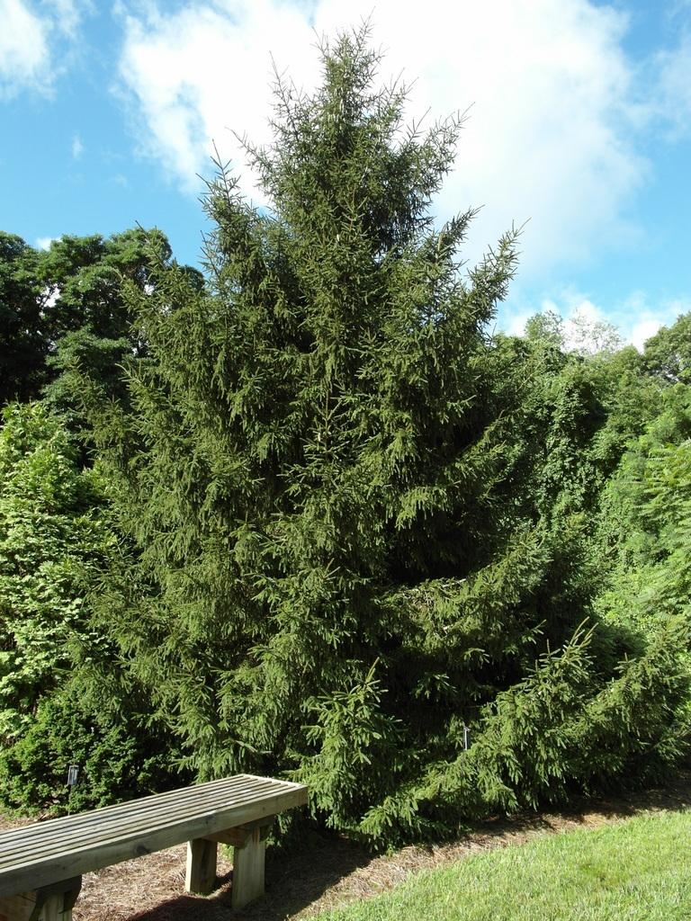 Oriental Spruce (Picea orientalis 'Gowdy') in the Spruces Database ...