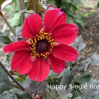Photo of the entire plant of Dahlia Happy Single® Romeo posted by ...