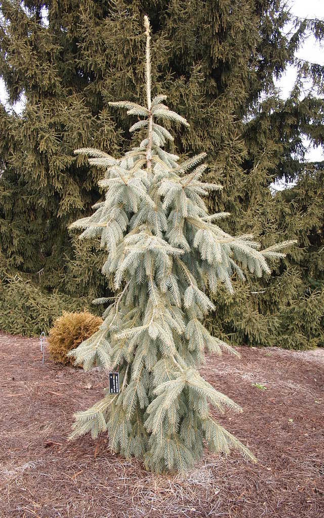 Photo of the entire plant of Engelmann Spruce (Picea engelmannii 'Bush ...