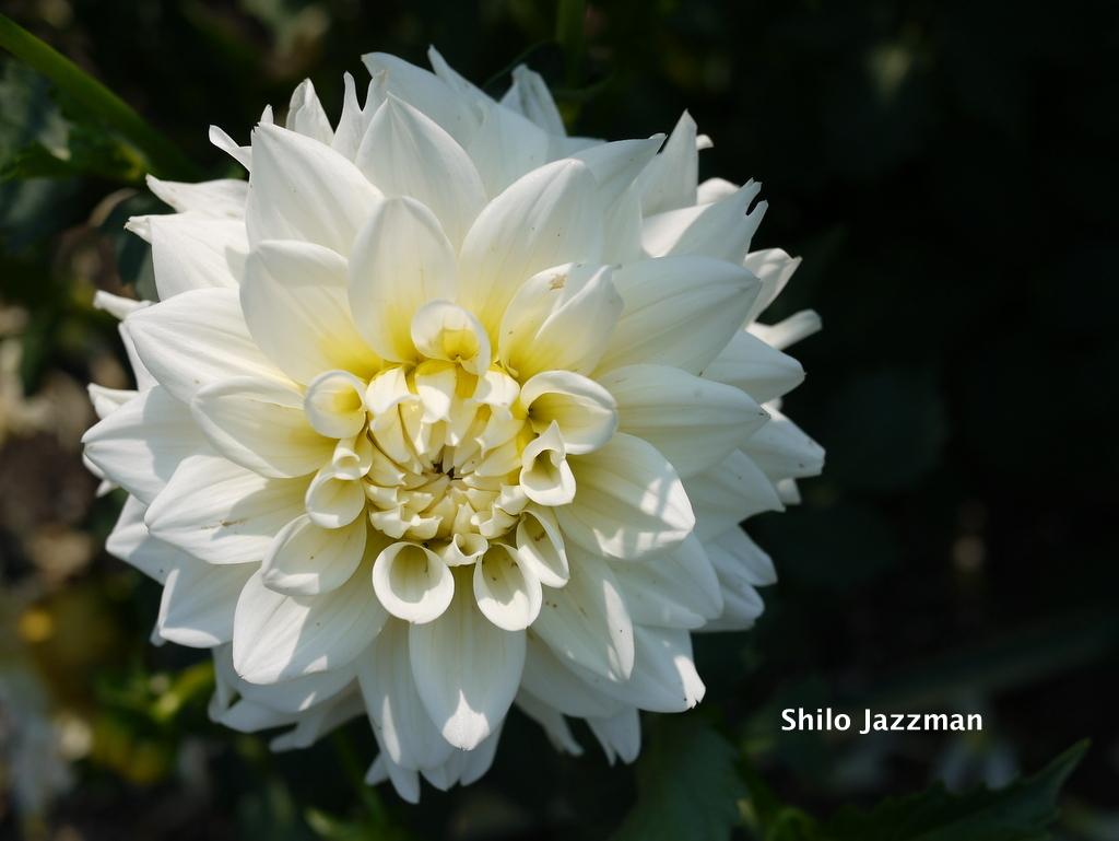 Photo of the entire plant of Dahlia 'Shilo Jazzman' posted by ...
