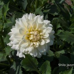Photo of the entire plant of Dahlia 'Shilo Jazzman' posted by ...