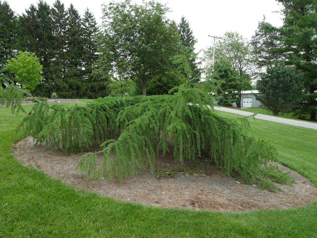 Photo of the entire plant of European Larch (Larix decidua 'Varied ...
