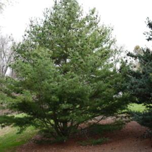 Japanese White Pine (Pinus parviflora 'Brevifolia') - Garden.org
