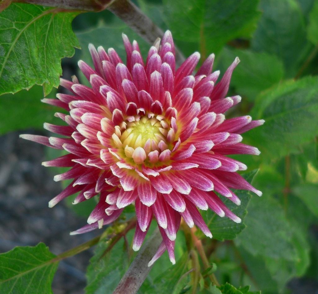 Dahlia 'Devon Blaze' in the Dahlias Database - Garden.org