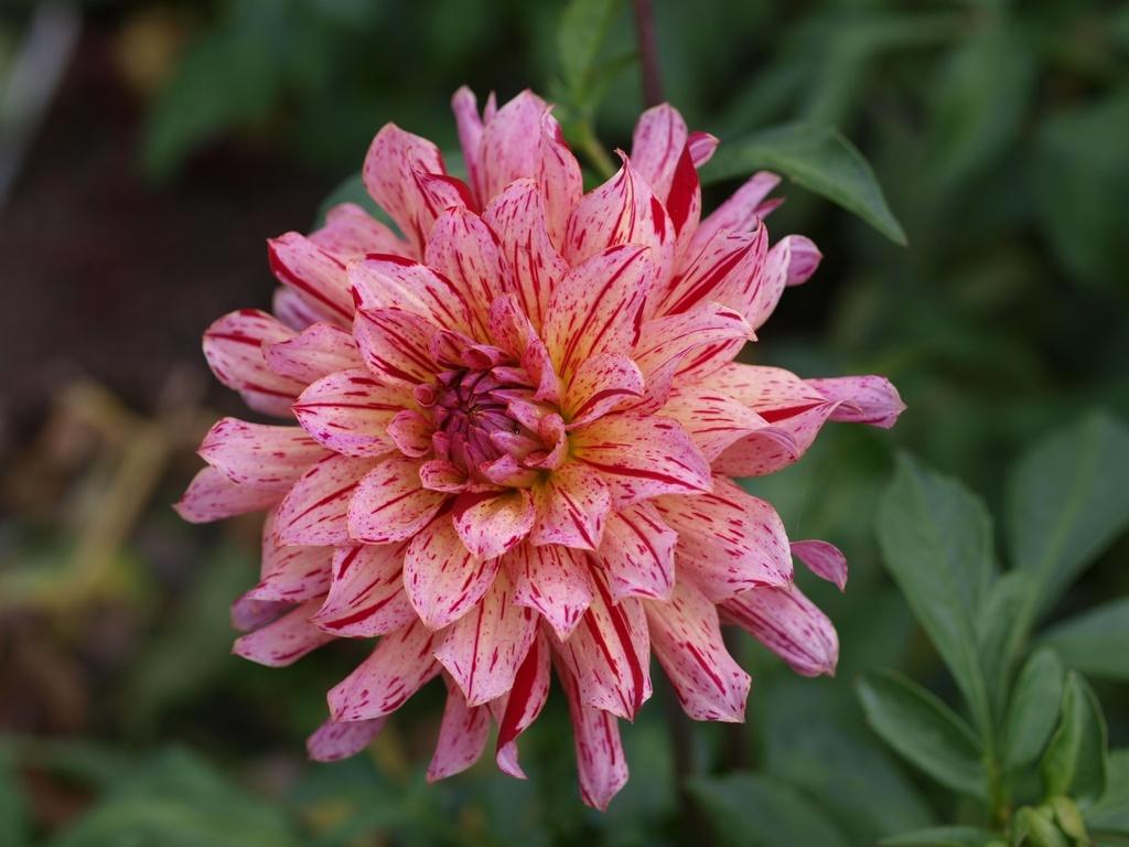 Photo of the entire plant of Dahlia 'Mingus Toni' posted by ...