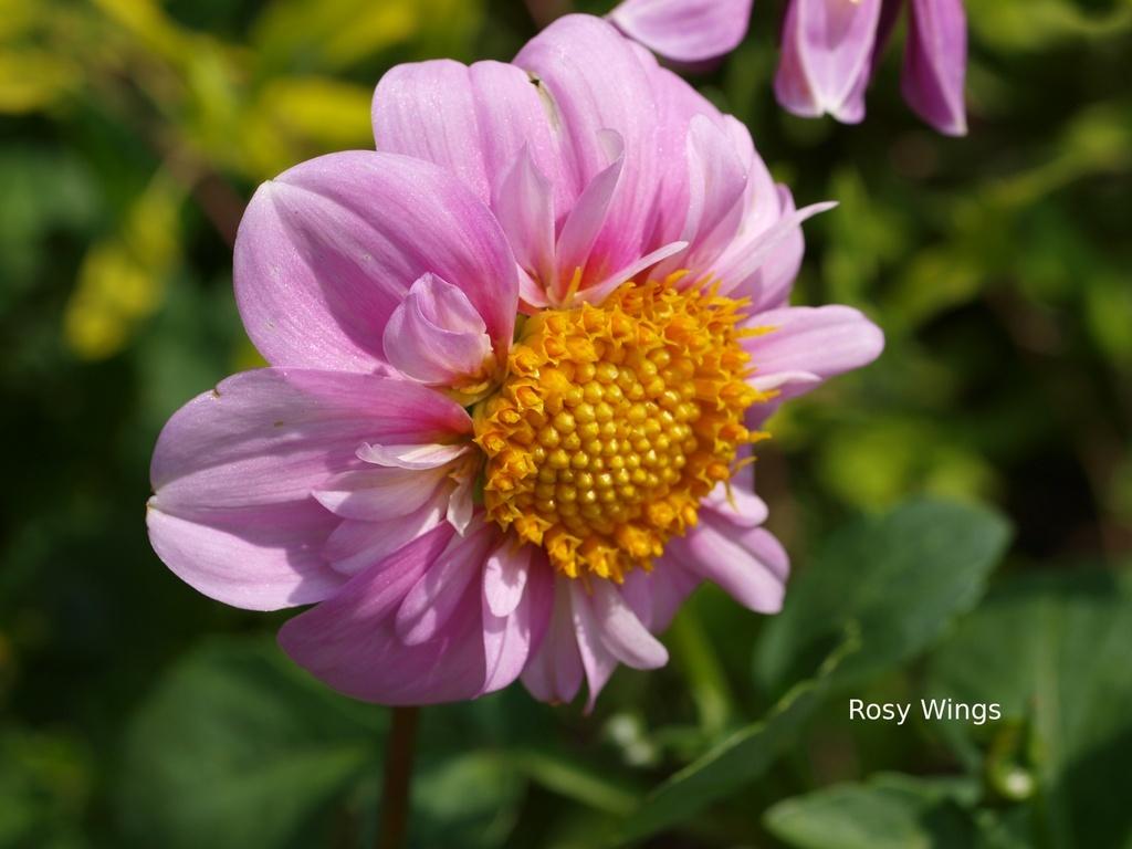 Anemone Flowered Dahlia (Dahlia 'Rosy Wings') in the Dahlias Database ...