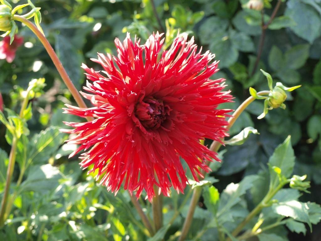 Dahlia 'Ruby Red' in the Dahlias Database - Garden.org