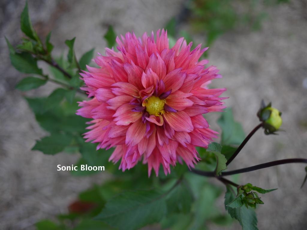 Photo of the entire plant of Dahlia 'Sonic Bloom' posted by ...