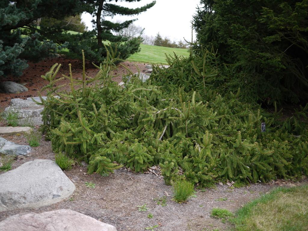 Spruce (Picea pungens 'Pendula') in the Spruces Database - Garden.org