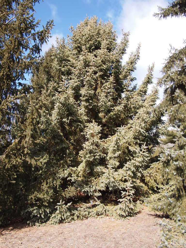 Spruce (Picea asperata 'Hunnewelliana') in the Spruces Database ...