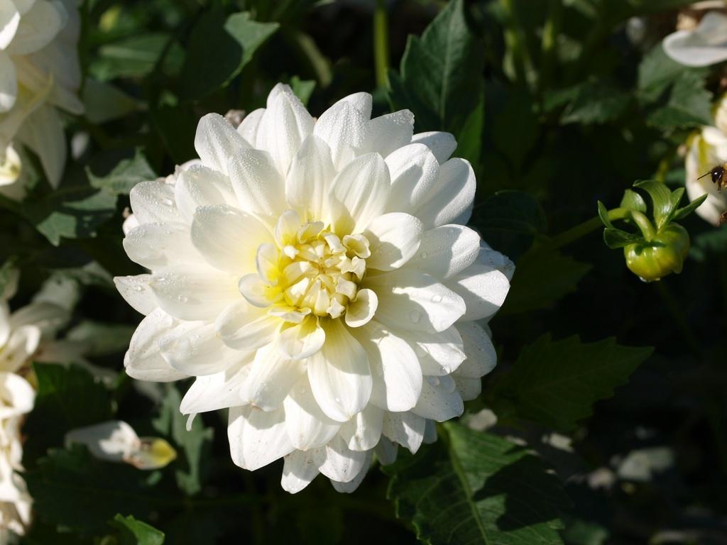 Photo of the entire plant of Dahlia 'Shilo Jazzman' posted by ...