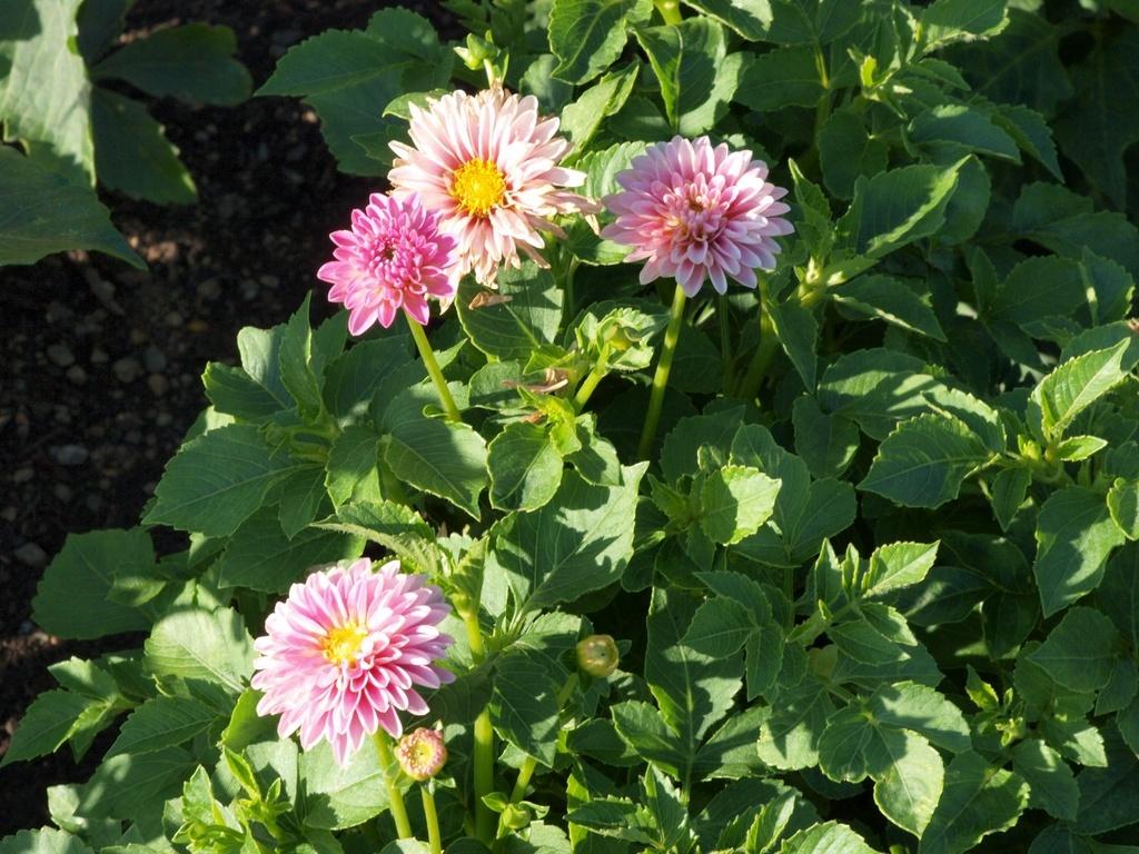Photo of the entire plant of Dahlia 'Alloway Candy' posted by ...