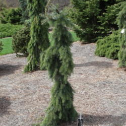 Weeping Serbian Spruce (Picea omorika 'Pendula Bruns') in the Spruces ...