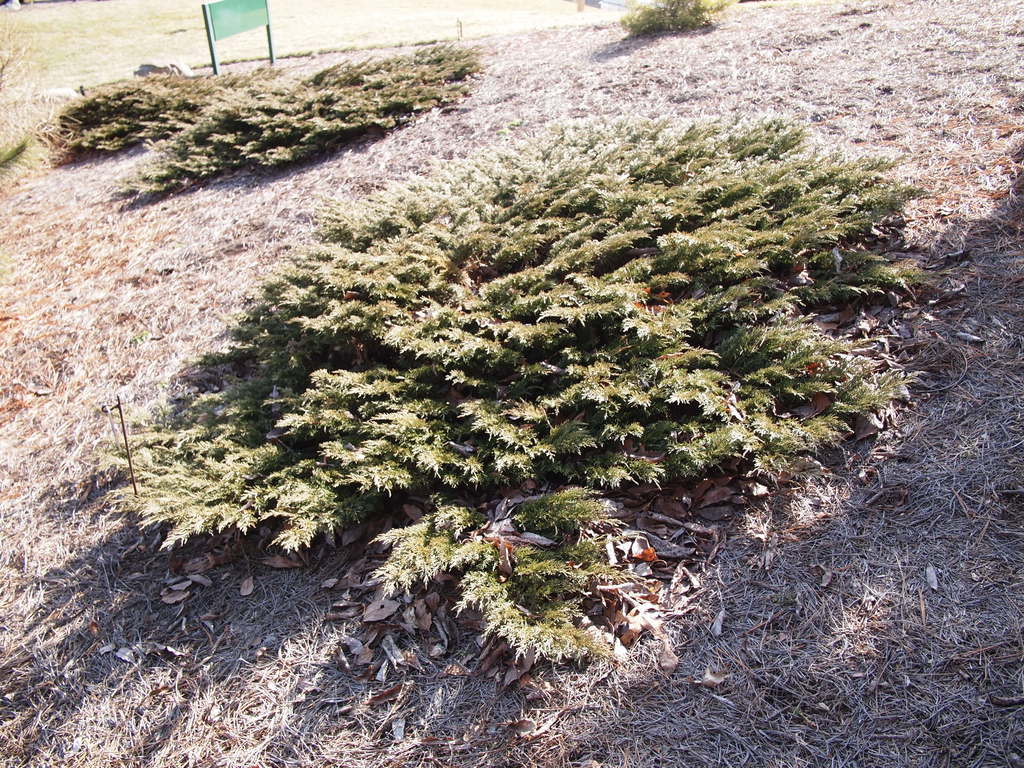 Photo of the entire plant of Savin Juniper (Juniperus sabina Calgary ...