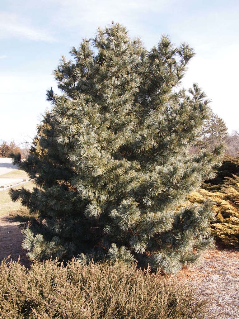Korean Pine (Pinus koraiensis 'Silveray') - Garden.org