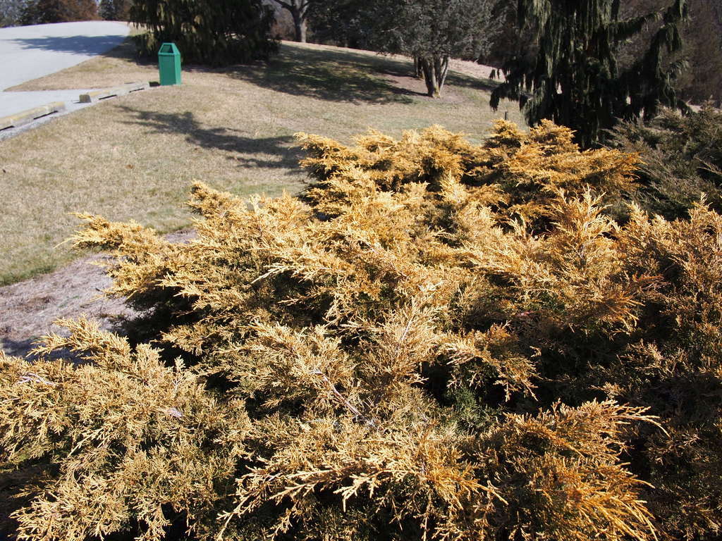 Photo of the entire plant of Pfitzer's Juniper (Juniperus x pfitzeriana ...