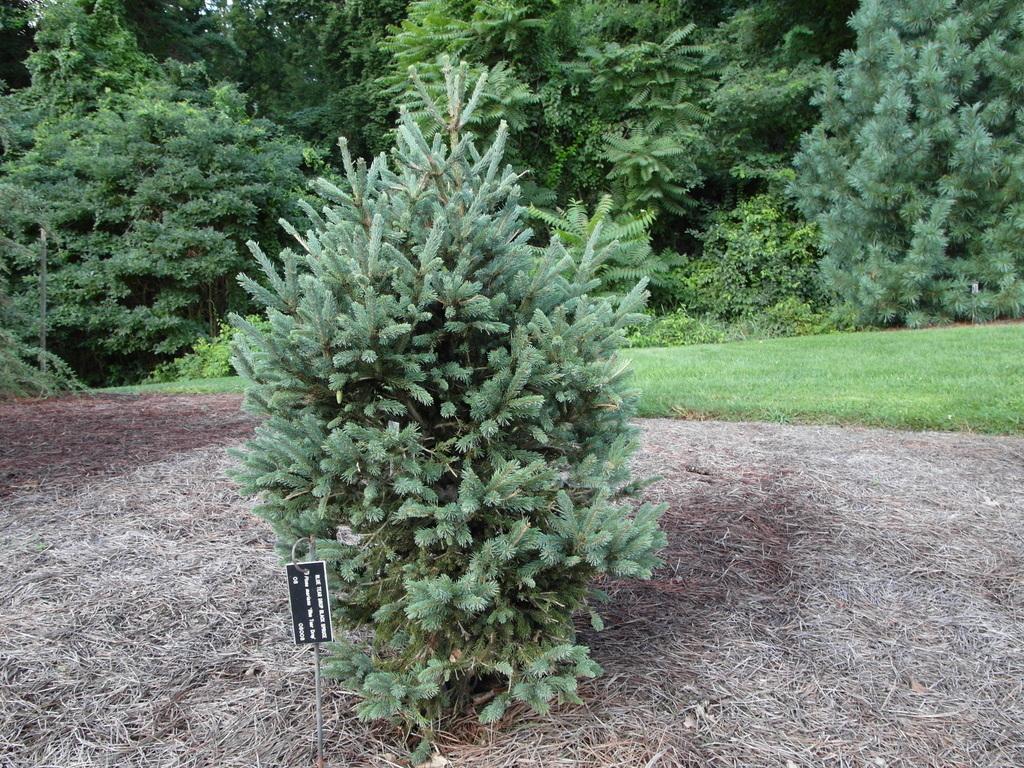 Spruce (Picea mariana 'Blue Tear Drop') in the Spruces Database ...